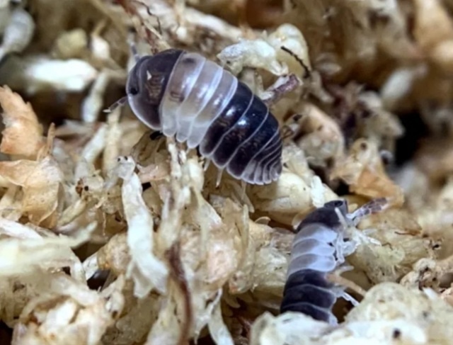 Panda King Isopod by OG Reptiles - MorphMarket