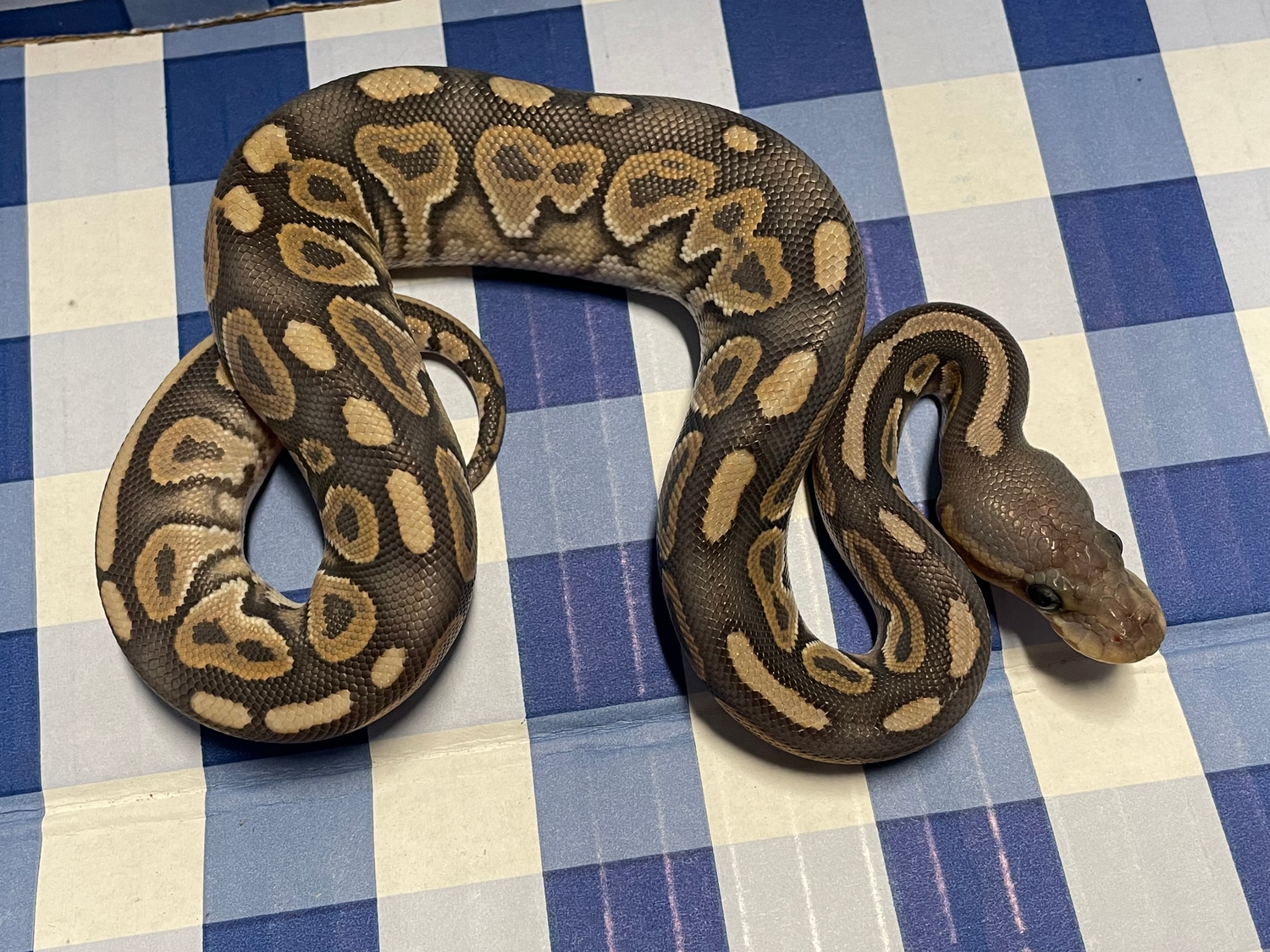 Orange Ghost Mojave Ball Python by OG Reptiles - MorphMarket
