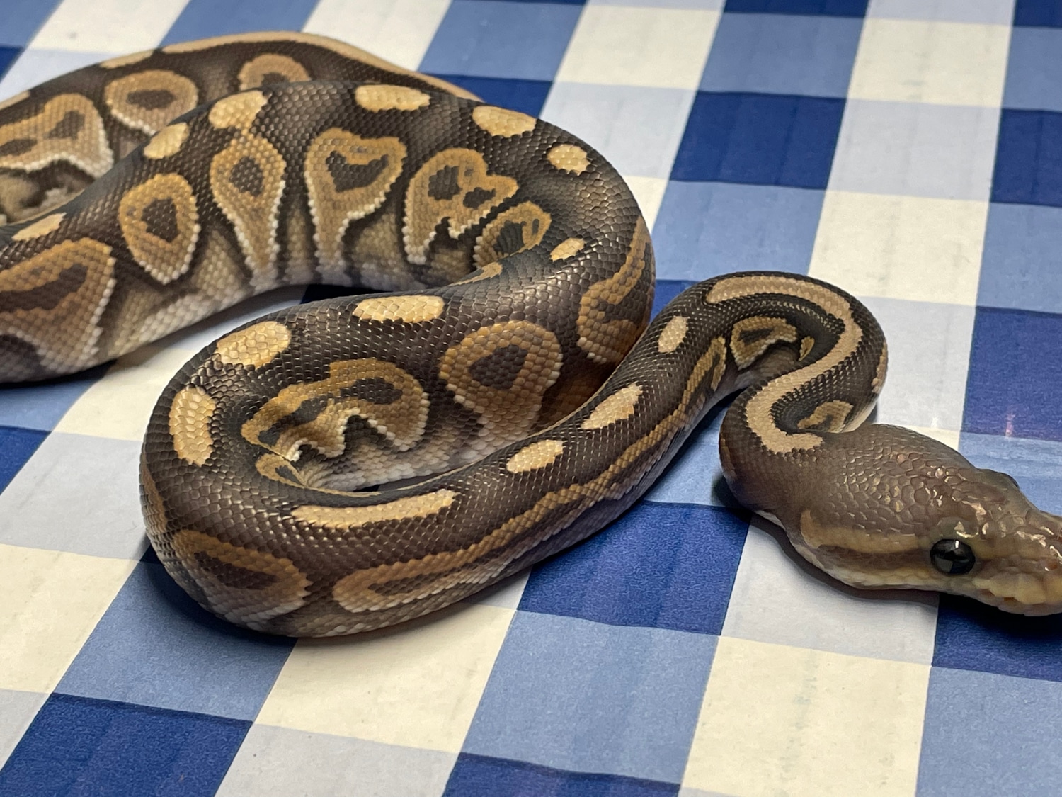 Orange Ghost Mojave Ball Python by OG Reptiles - MorphMarket