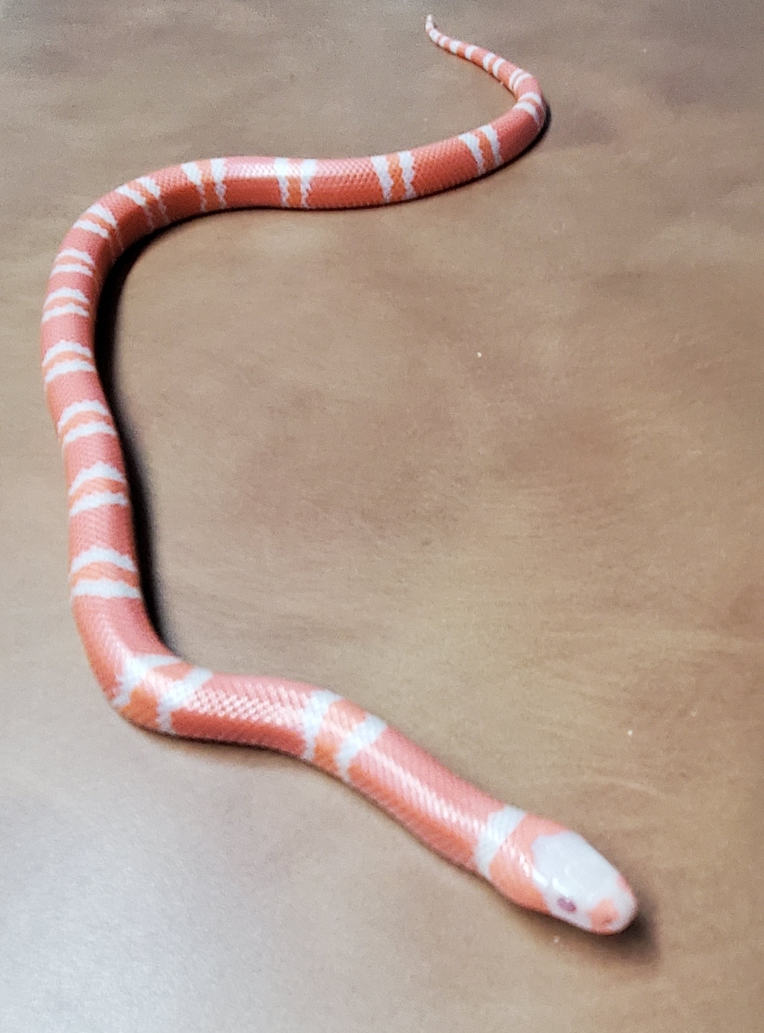 Albino Tangerine Honduran Milk Snake by OG Reptiles - MorphMarket