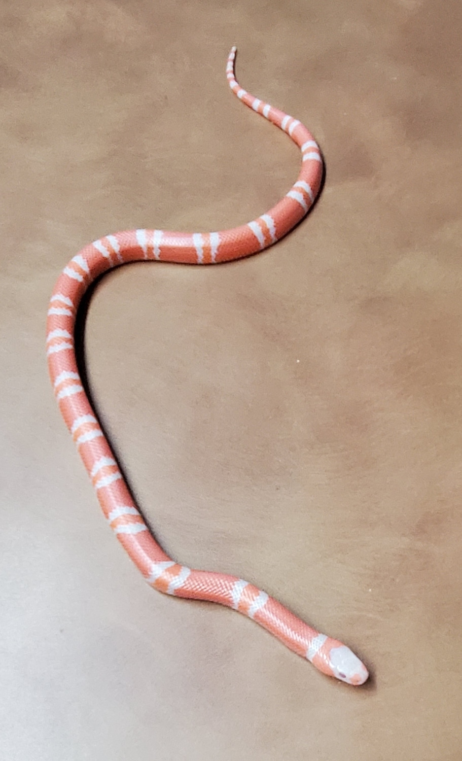 Albino Tangerine Honduran Milk Snake by OG Reptiles - MorphMarket
