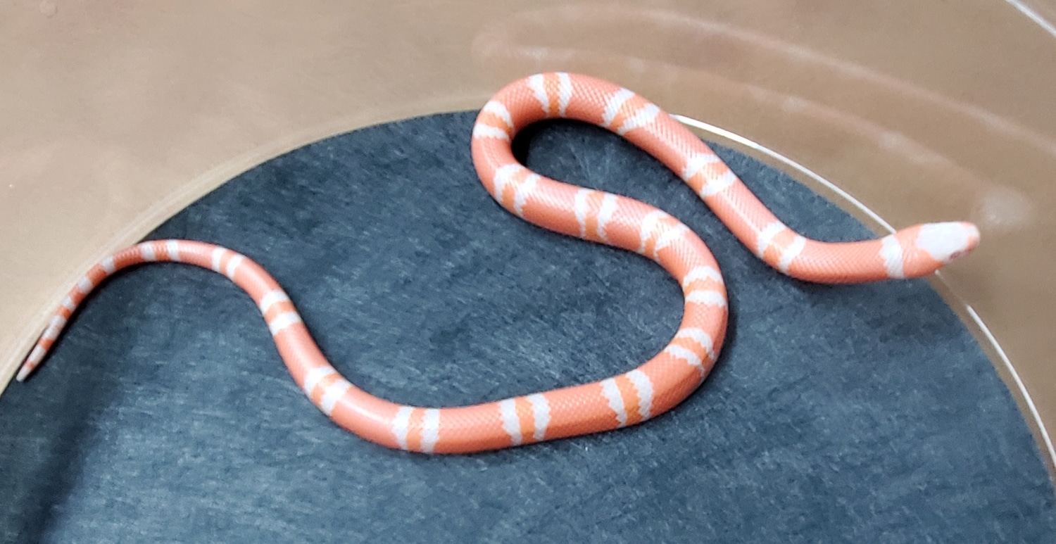 Albino Tangerine Honduran Milk Snake by OG Reptiles - MorphMarket