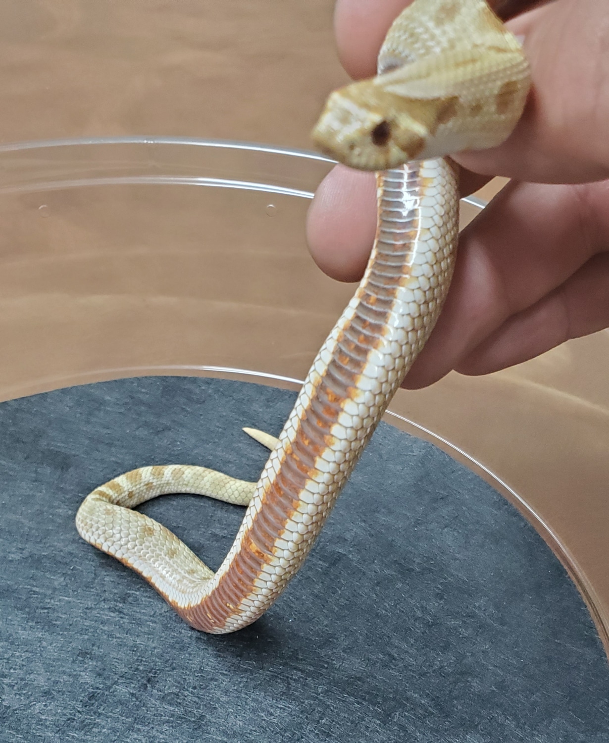 Toffeeconda Western Hognose by OG Reptiles - MorphMarket