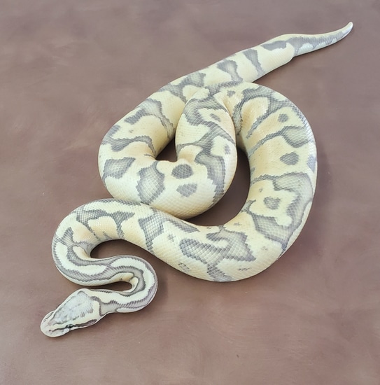 Superfly Ball Python by OG Reptiles