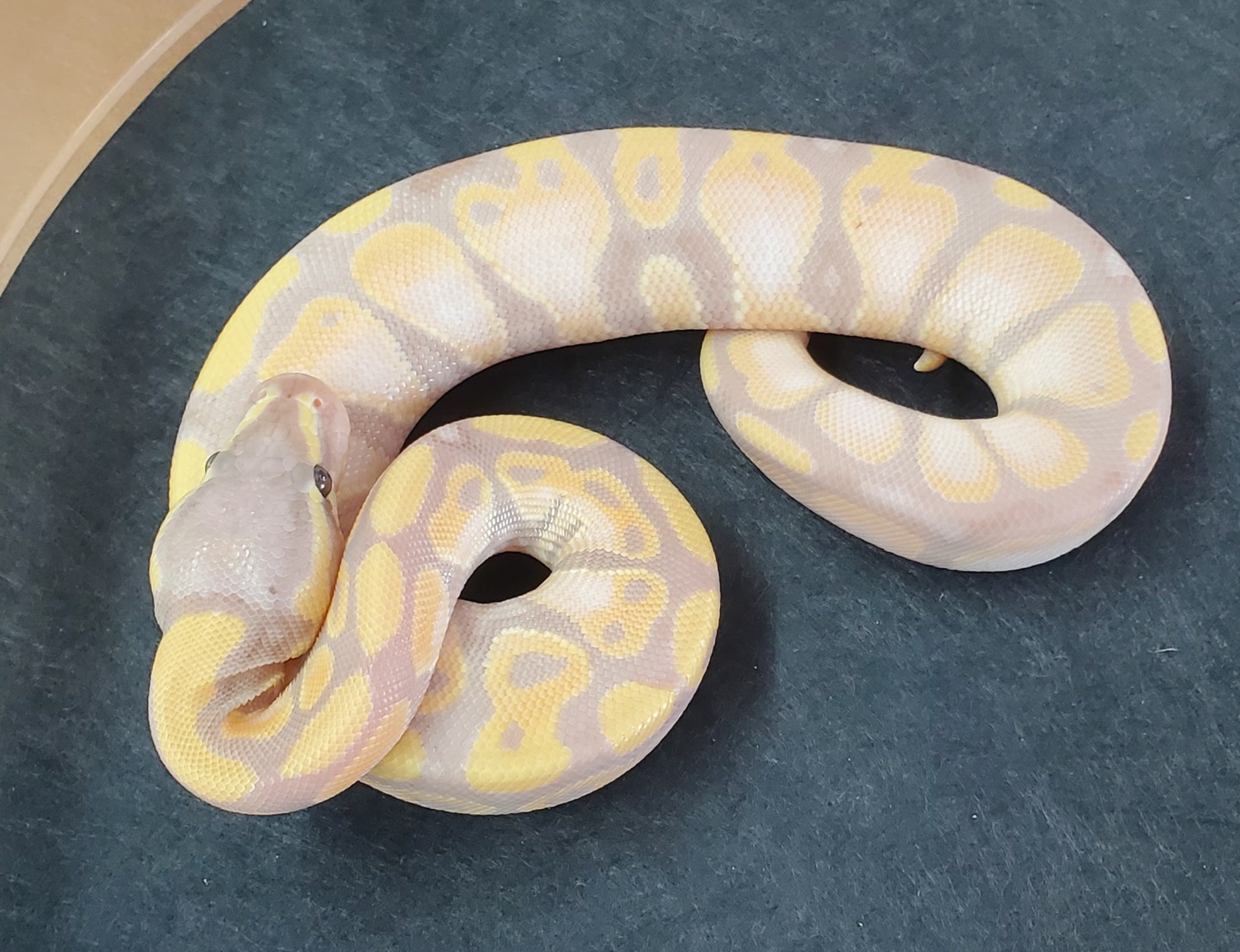 Banana Pastel Ball Python by OG Reptiles - MorphMarket