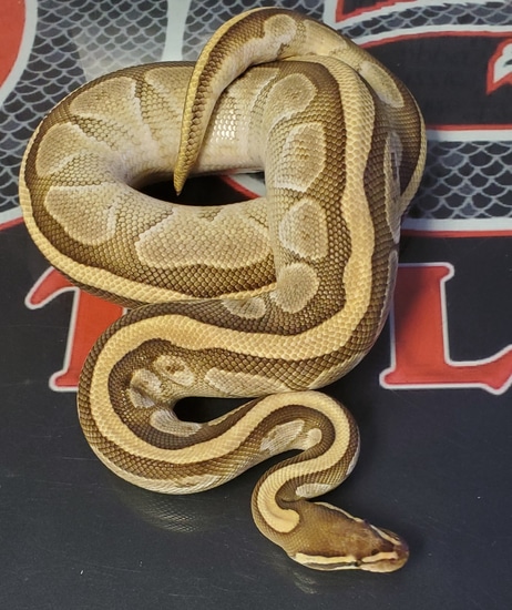 Xtreme Gene Butter Ball Python by OG Reptiles
