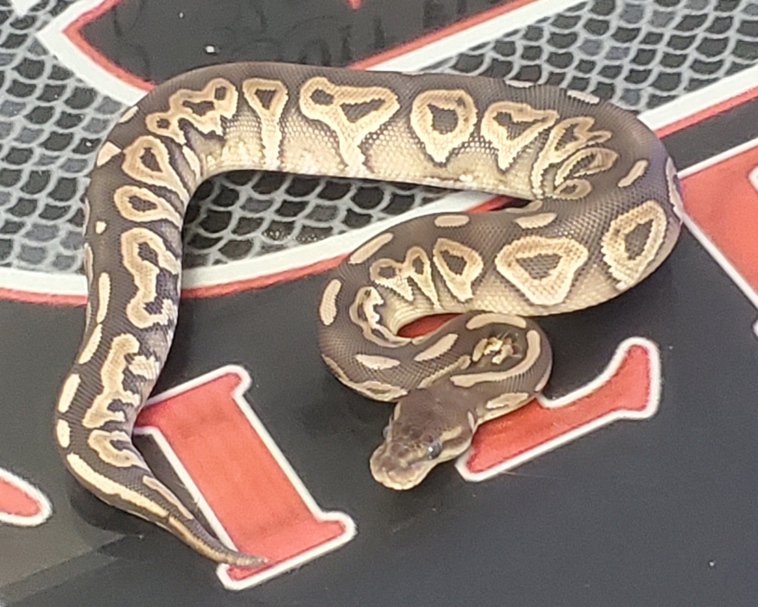 Cinnamon Het Clown Ball Python by OG Reptiles - MorphMarket