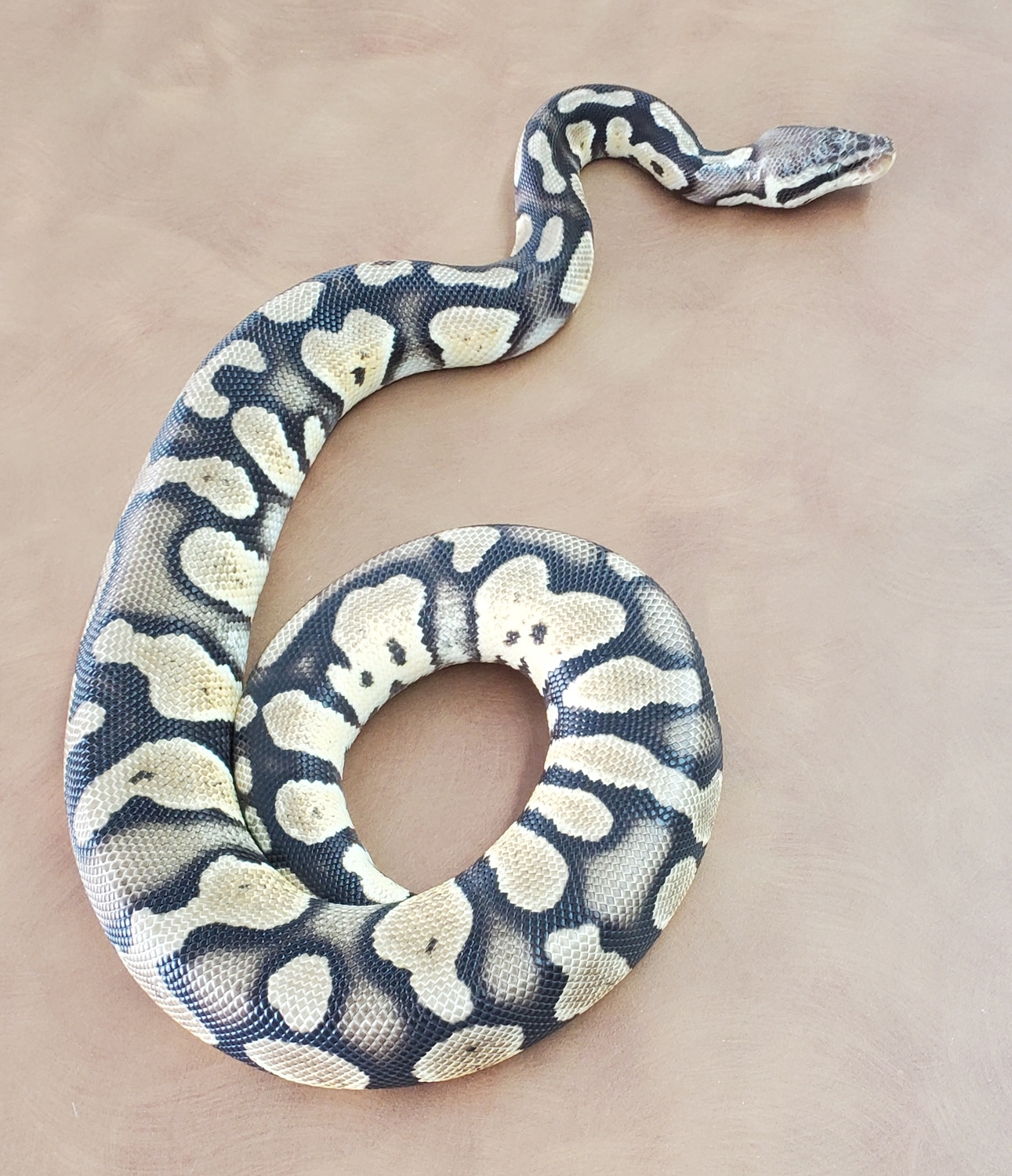 Pastel Chocolate Het DG & Hypo Ball Python by OG Reptiles - MorphMarket