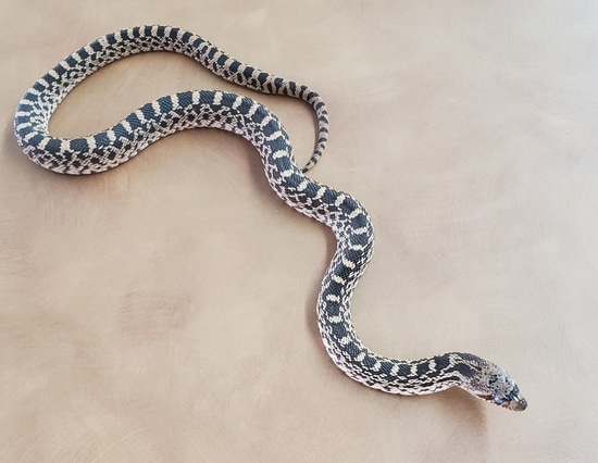 Red Influnced Bullsnake by OG Reptiles