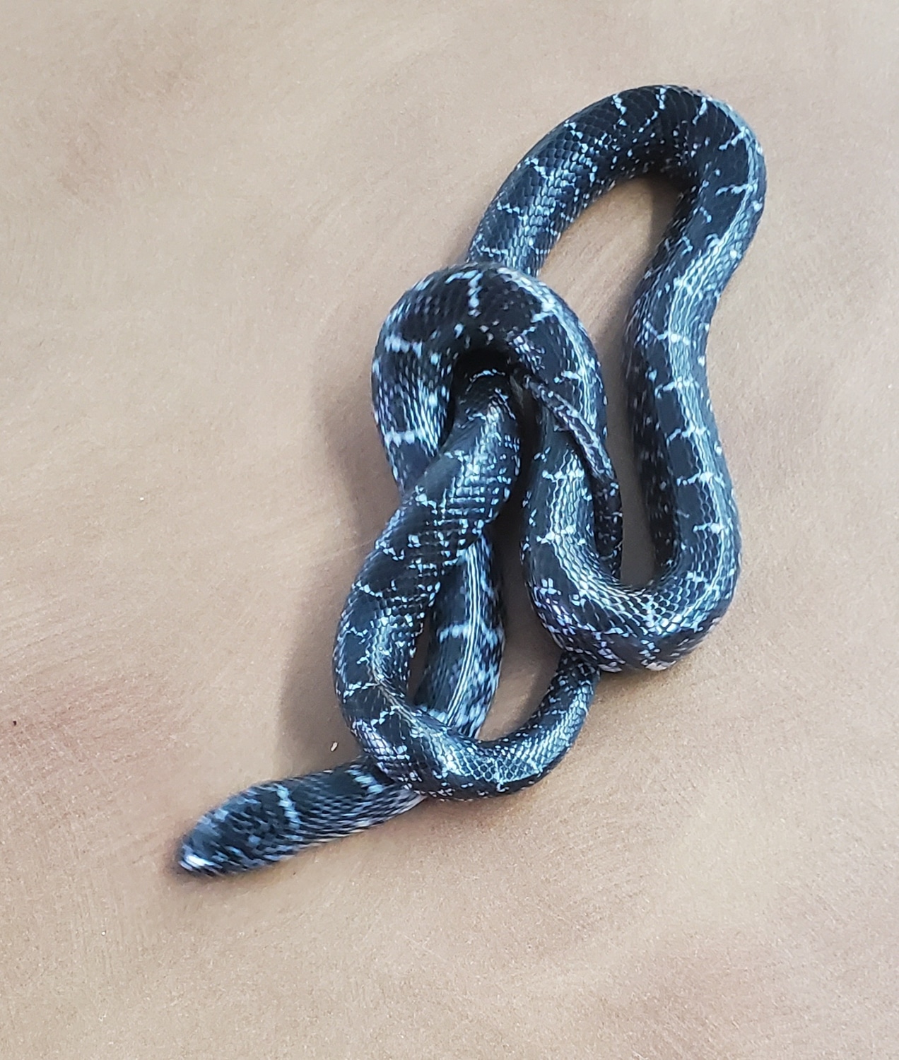 Axanthic Brooks' Kingsnake by OG Reptiles - MorphMarket