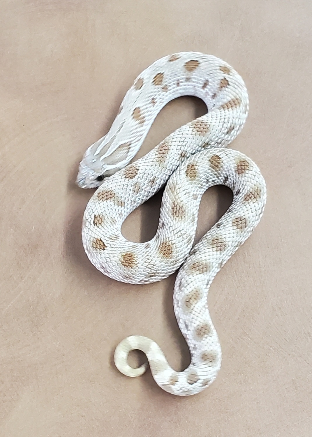 Artic Conda Western Hognose by OG Reptiles - MorphMarket