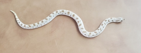Artic Conda Western Hognose by OG Reptiles