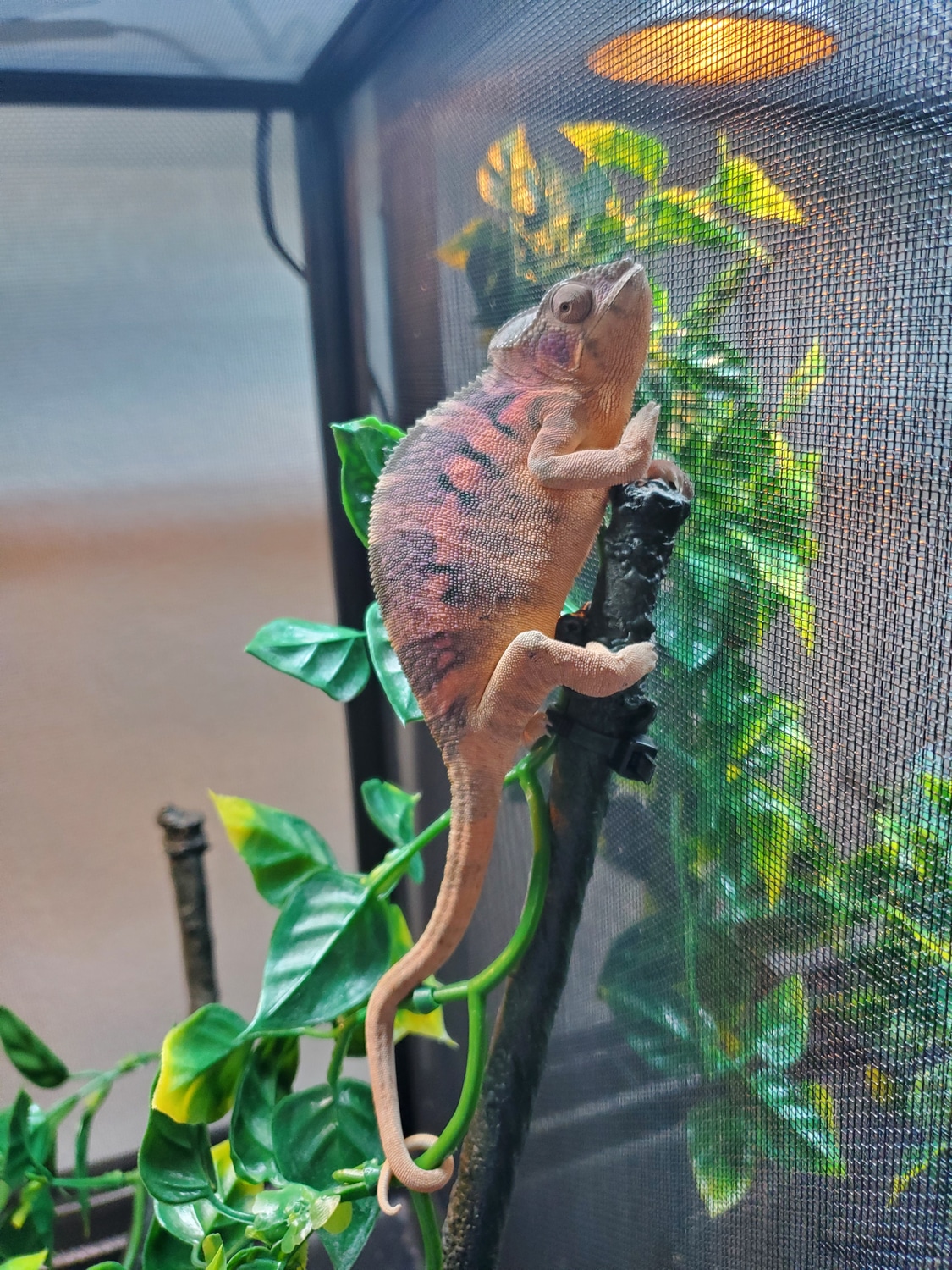 Female Ambilobe Panther Chameleon by OG Reptiles - MorphMarket