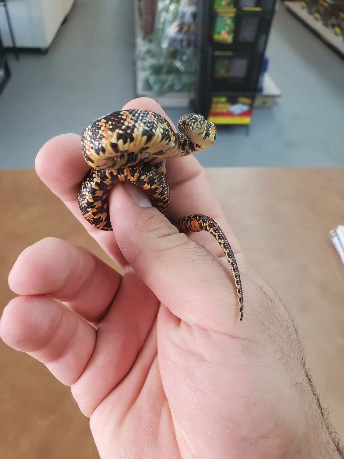Brooks' Kingsnake by OG Reptiles - MorphMarket
