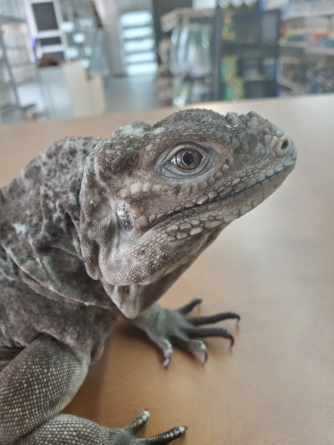RHINO Other Iguana by OG Reptiles - MorphMarket