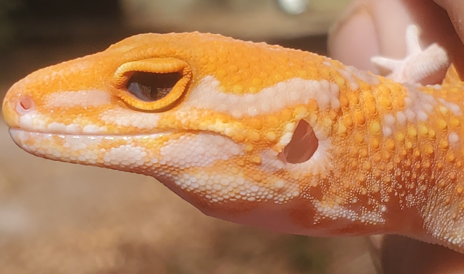NDBE Rainwater Blood Leopard Gecko by OG Reptiles - MorphMarket