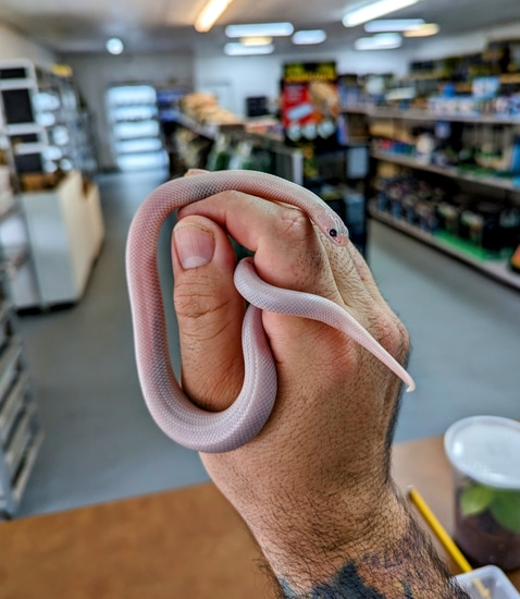 Ghost White-Sided Brooks Kingsnake Brooks' Kingsnake by OG Reptiles