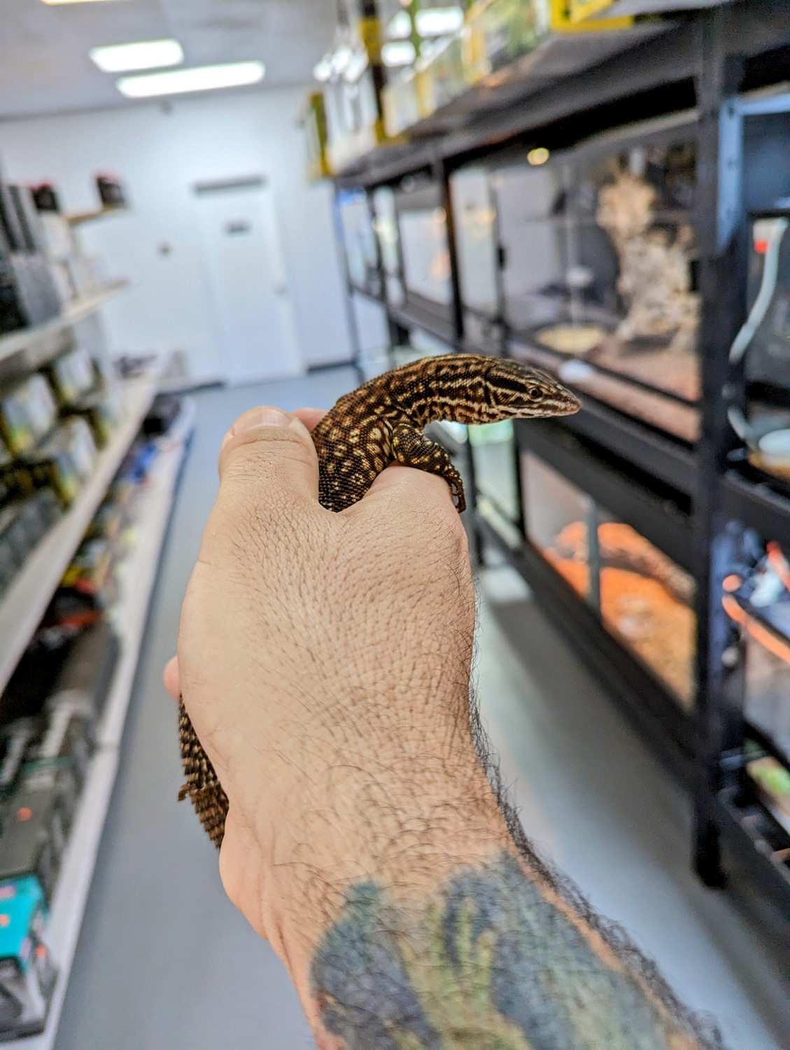 Rare Red Earth Ackie Spiny-Tailed Monitor by OG Reptiles - MorphMarket