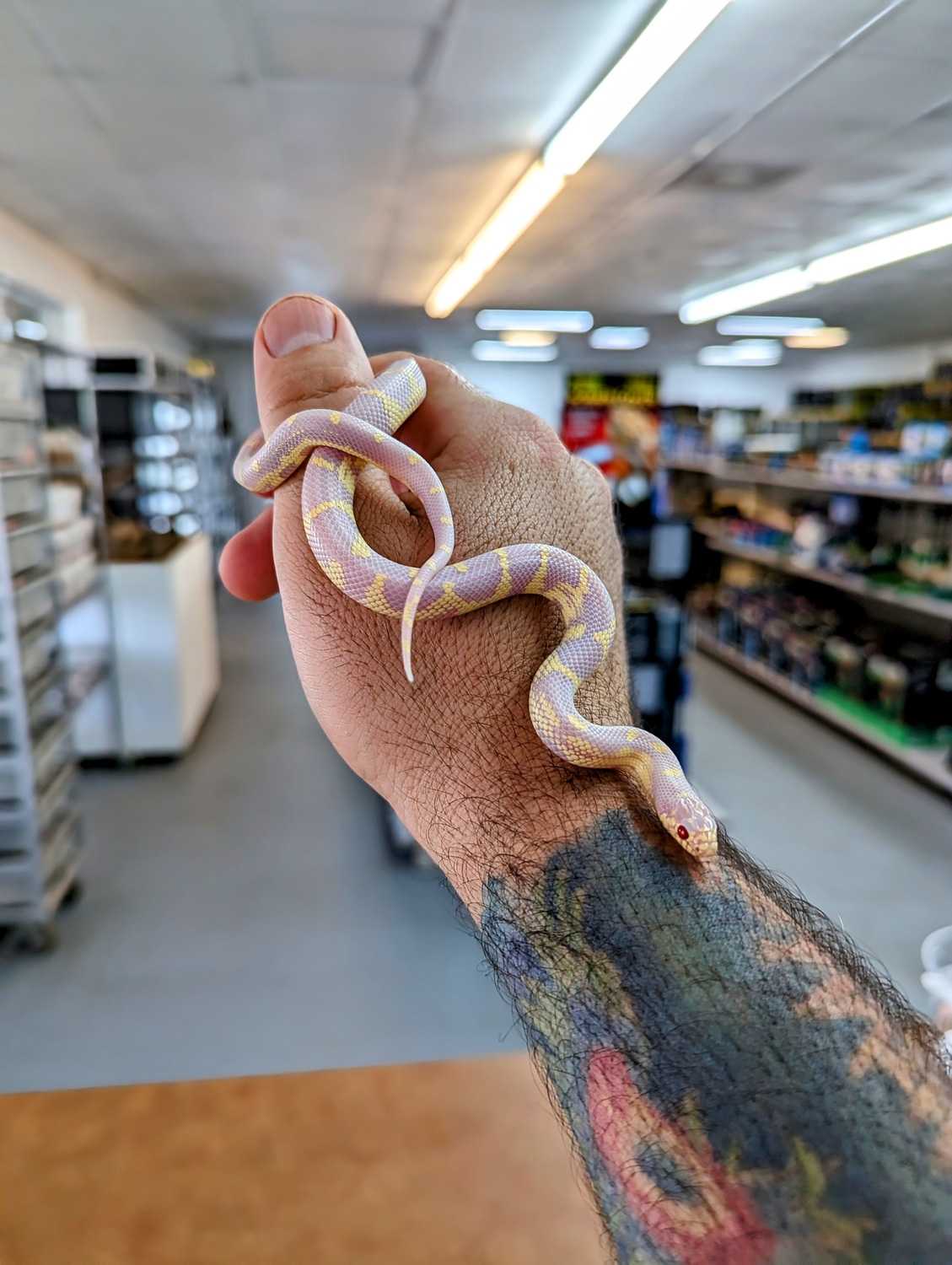 Albino Aberrant Cali King California Kingsnake by OG Reptiles - MorphMarket