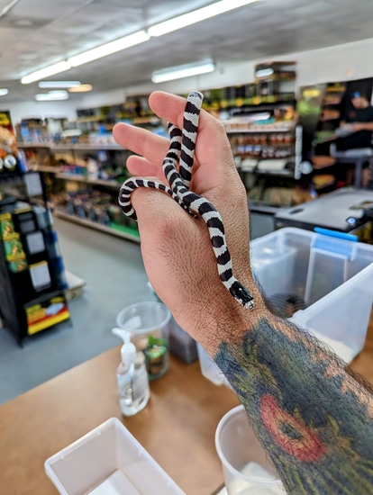 Banded Black & White Cali King California Kingsnake by OG Reptiles