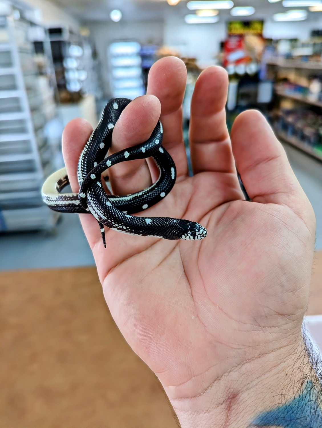 Aberrant Black & White Cali King California Kingsnake by OG Reptiles ...