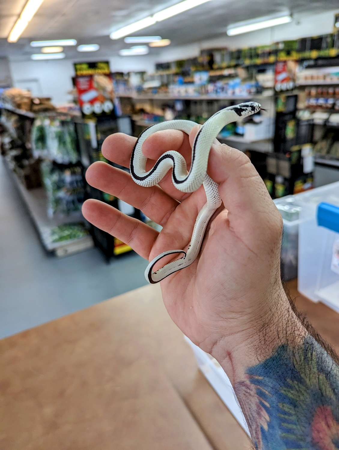 Hi-White Striped Cali King California Kingsnake by OG Reptiles ...