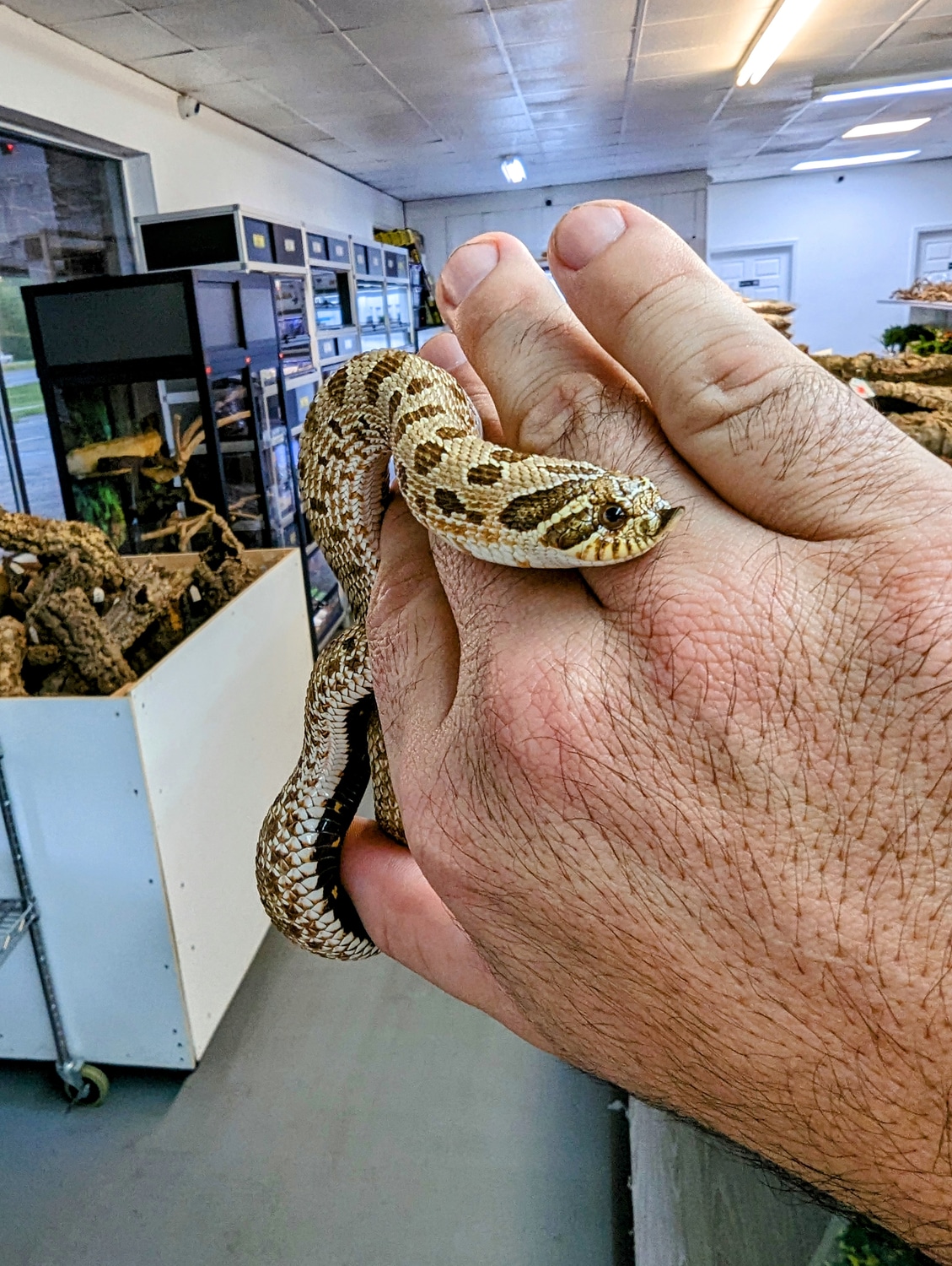 Conda Western Hognose by OG Reptiles - MorphMarket