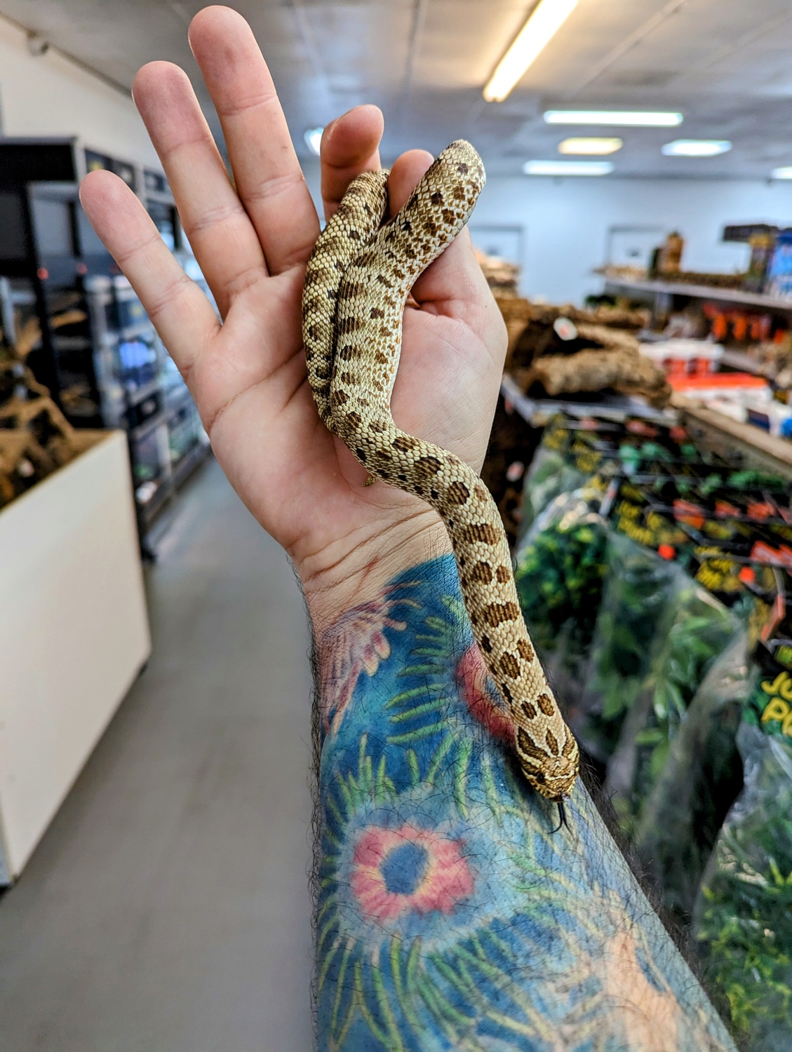 Conda Western Hognose by OG Reptiles - MorphMarket