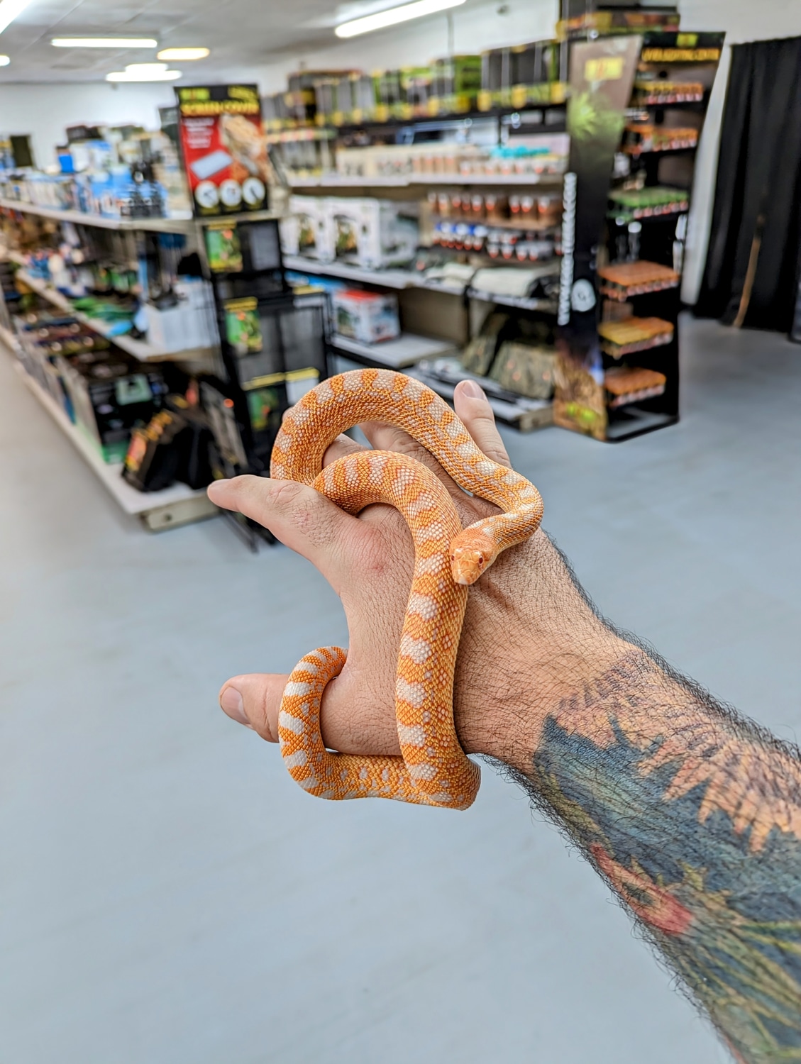Red Influenced Albino Bull Bullsnake by OG Reptiles - MorphMarket