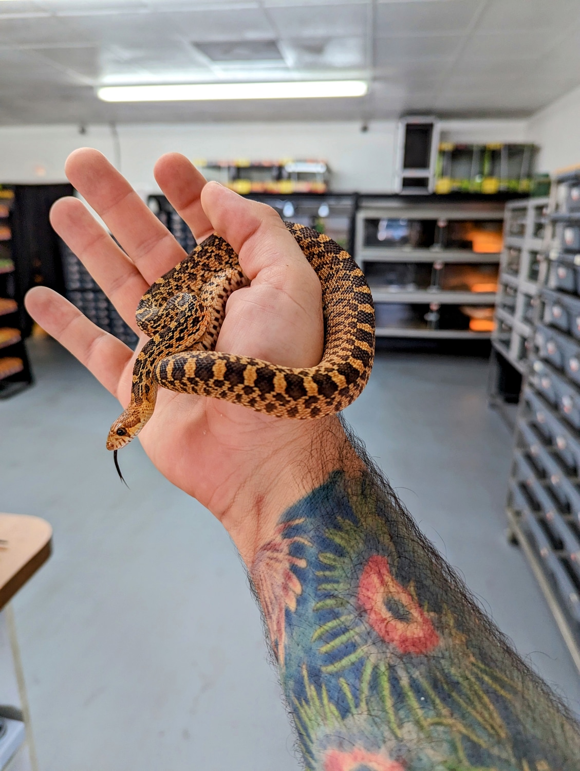 Red Influenced Bull Bullsnake by OG Reptiles - MorphMarket
