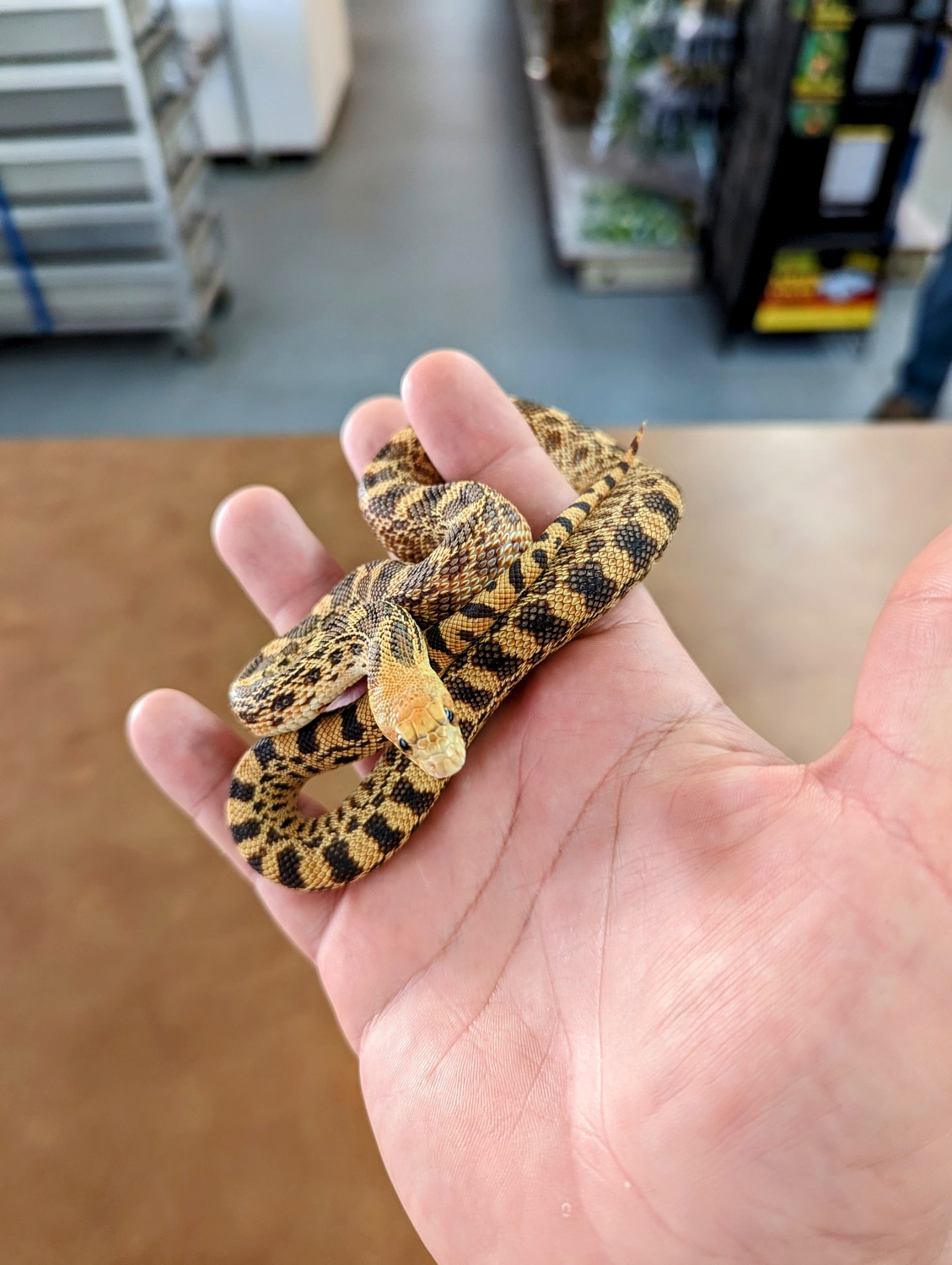 Red Influenced Hypo Bull Bullsnake by OG Reptiles - MorphMarket