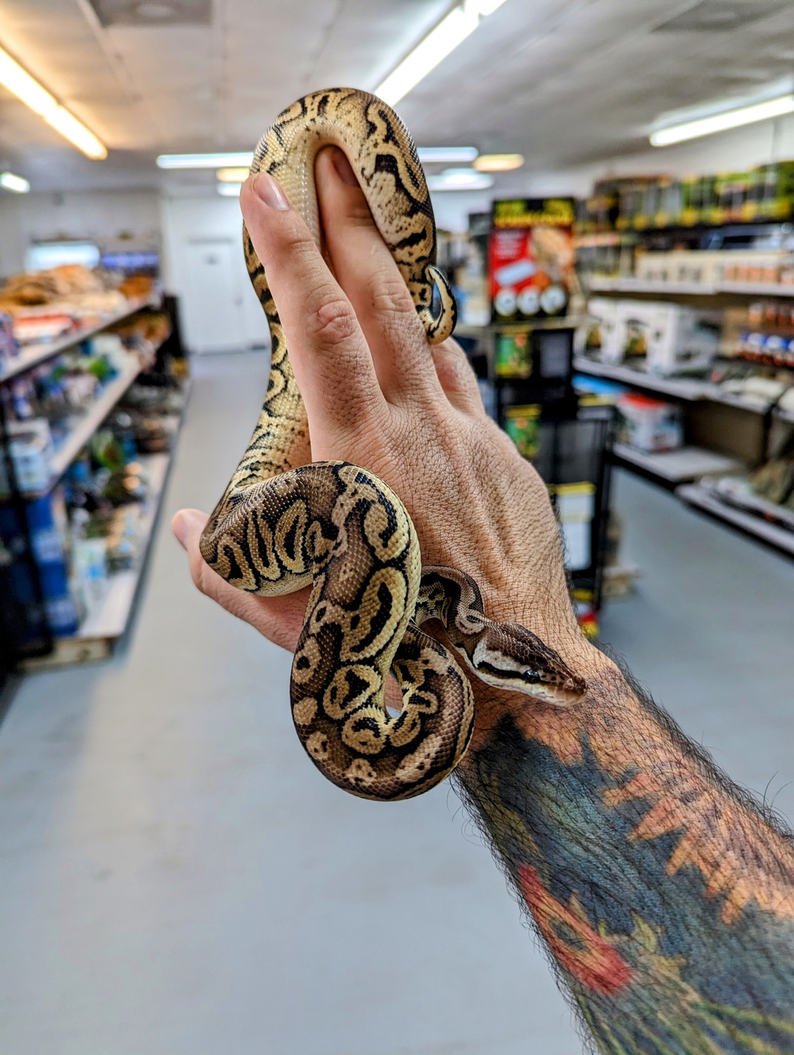 Black Pewter Ball Python by OG Reptiles - MorphMarket