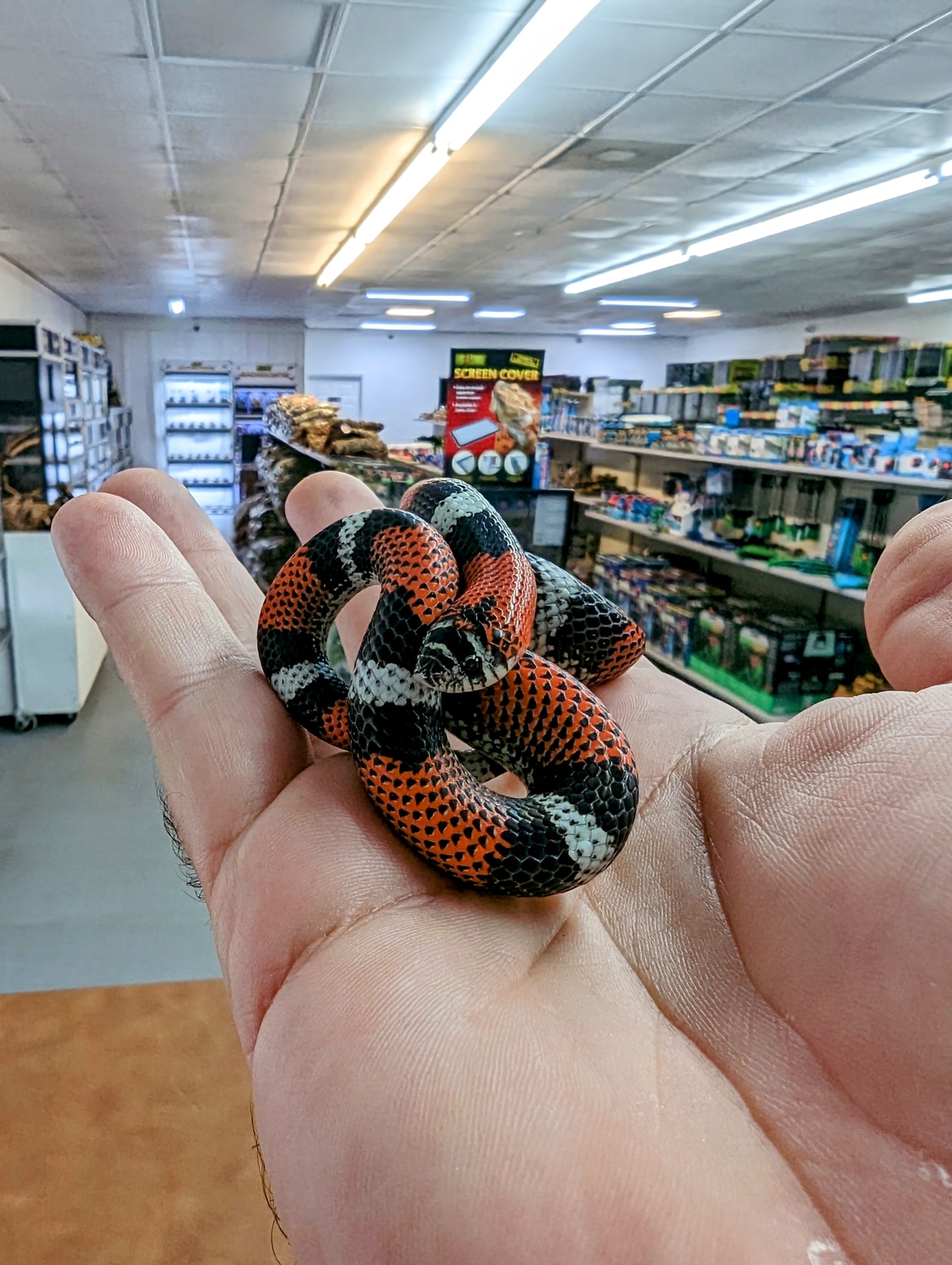 Tri-color Hognose by OG Reptiles - MorphMarket