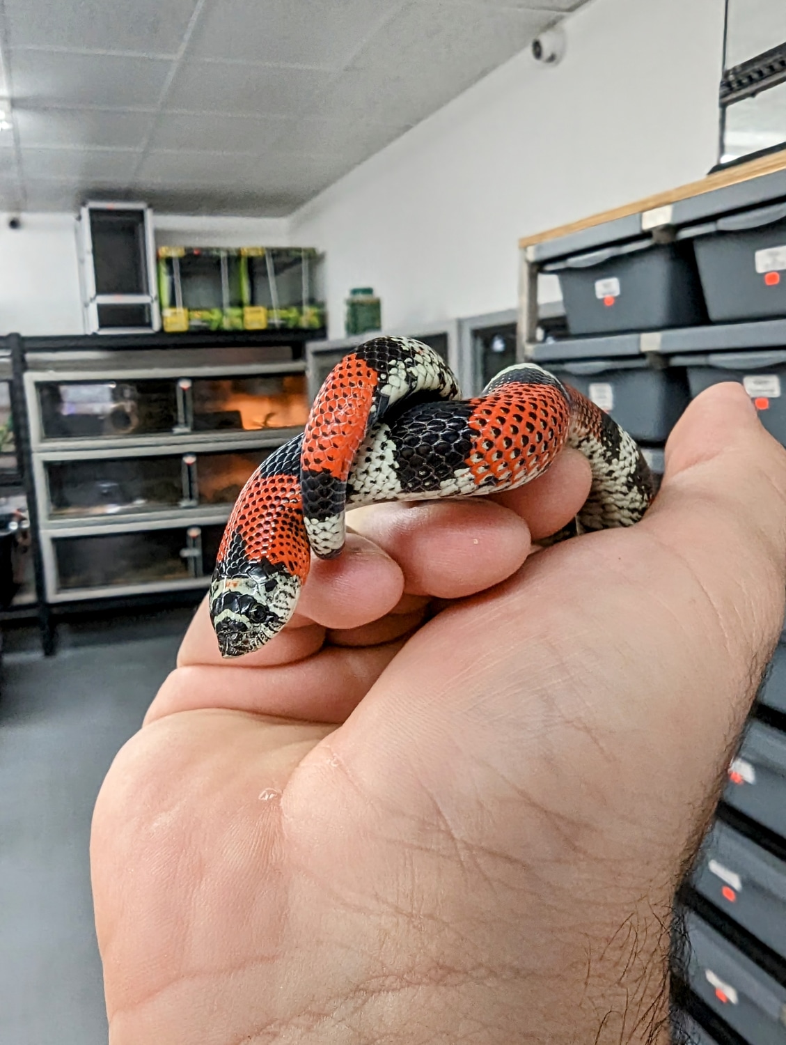Tri-color Hognose by OG Reptiles - MorphMarket