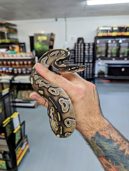 Blackhead Mojave Ball Python by OG Reptiles