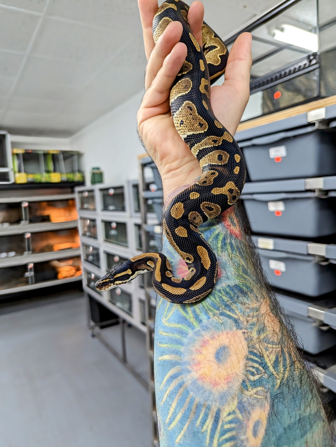 Blackhead Fire Ball Python by OG Reptiles - MorphMarket