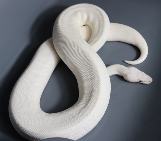 Mojave Russo Ball Python by OG Snakessss🐍