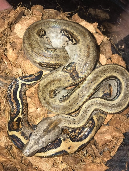 Aberrants Costa Rican Boa Constrictor by Og exotics