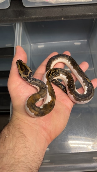 Pied Het Albino Burmese Python by Og exotics