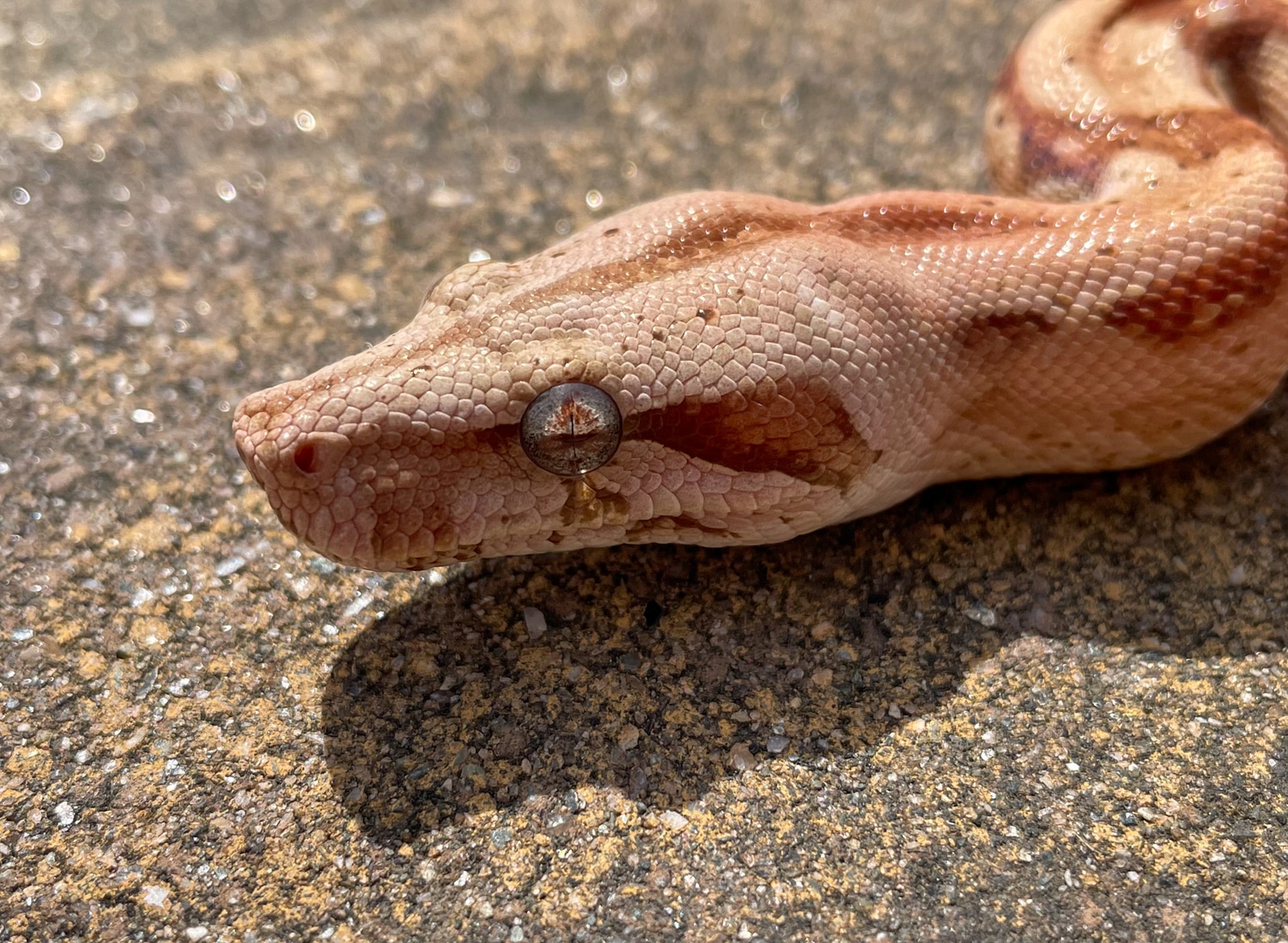 Gorgeous 2021 Honduran T+ Female 66 % Het Berry Blood Boa Constrictor ...