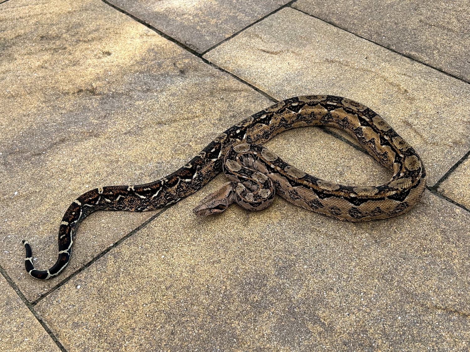 2021 Tamaulipas Cloud Forest Boa Boa Constrictor by Ohana Reptile ...