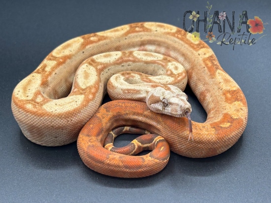 Honduran T+ Onyx Poss Het Inferno Boa Constrictor by Ohana Reptile