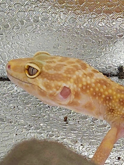 RW Albino Pos Het Eclipse Pos Het Murphys Patternless CLUBTAIL Leopard ...