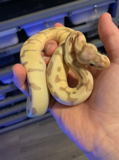 Banana Phantom Ball Python by Ohio Reptiles