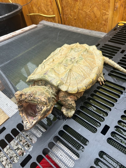 Hypo Alligator Snapping Turtle by Ohsnapexotics