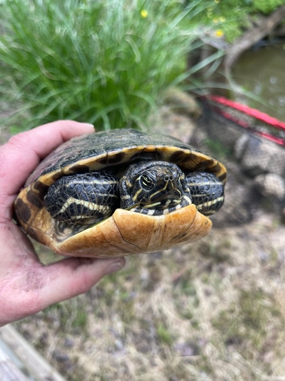 Peninsula Cooters Pond Turtle by Ohsnapexotics