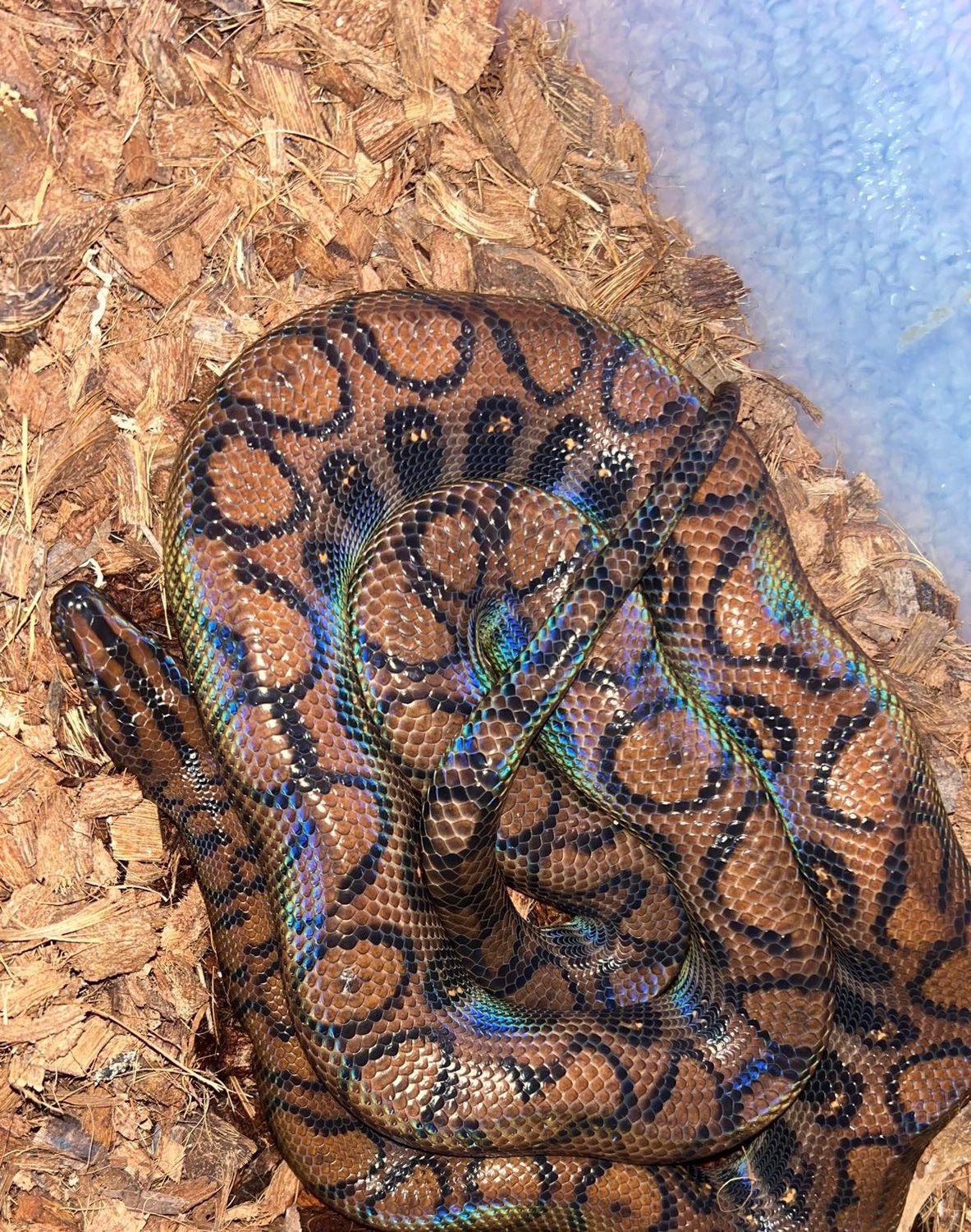Captive Bred Brazilian Rainbow Boa by Cupid's Geckos - MorphMarket
