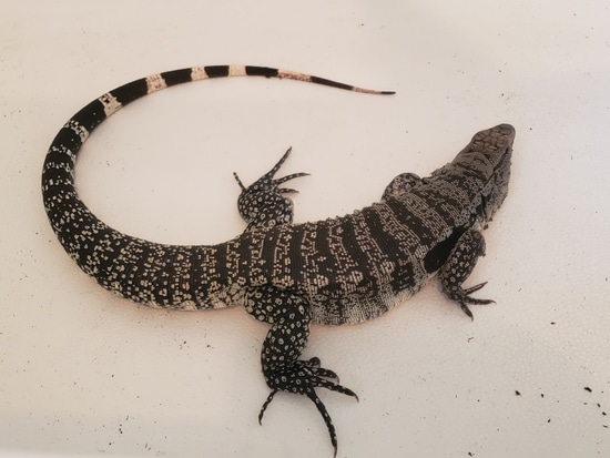 Blue Tegu Hybrid 66% Het Albino Argentine Tegus by Deakse's Various ...