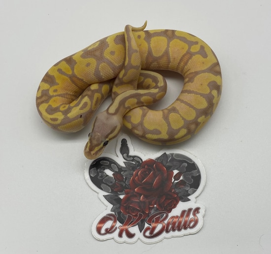 Pastel Banana Xtreme Gene Ball Python by OKBALLS
