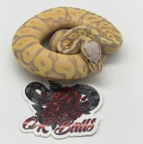 Banana XTreme Gene Ball Python by OKBALLS